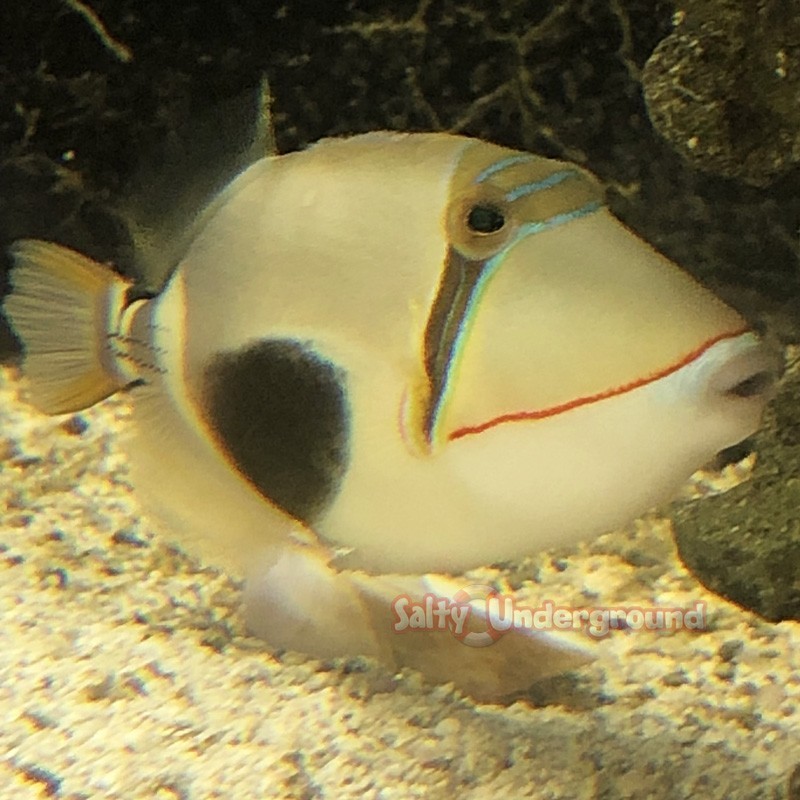 Salty Underground: Bursa Triggerfish (Rhinecanthus verrucosus)