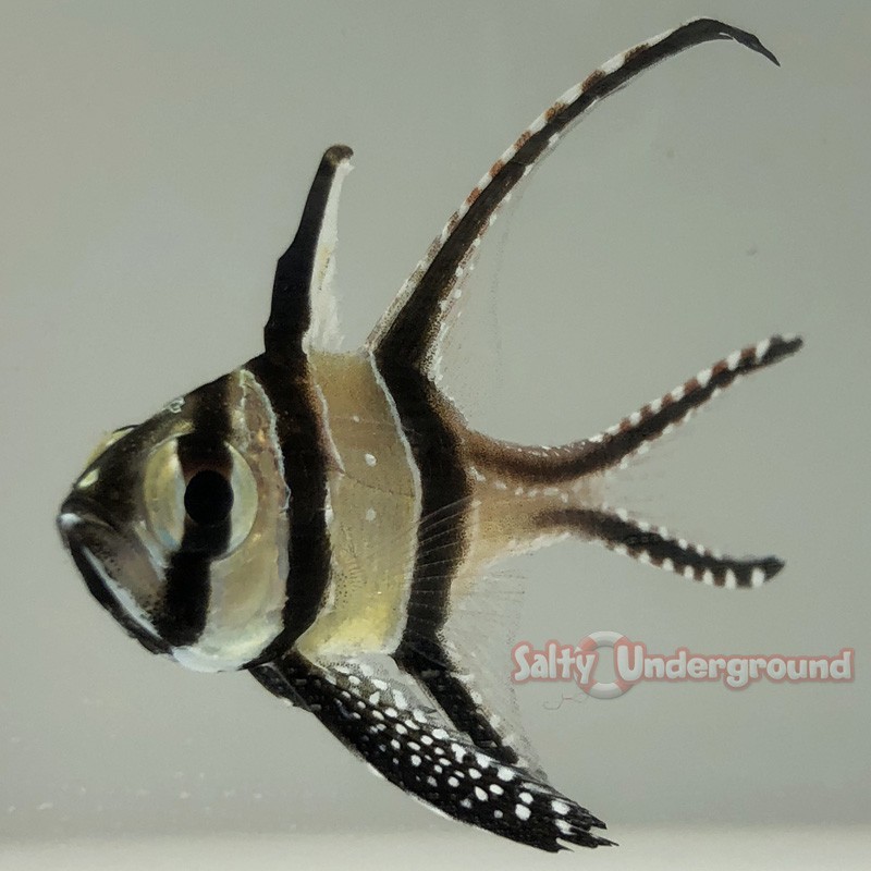 Salty Underground: Banggai Cardinalfish (pterapogon kauderni)