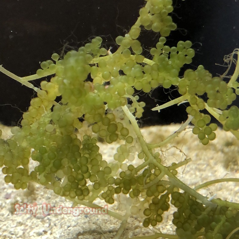 Salty Underground: Live Grape Caulerpa Algae
