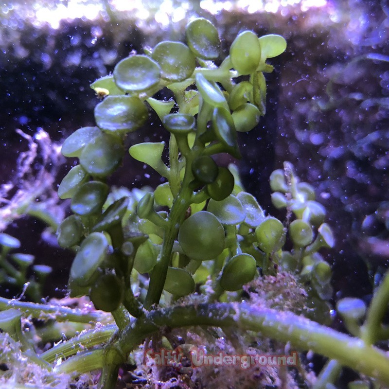 Salty Underground: Live Racemosa Caulerpa Algae