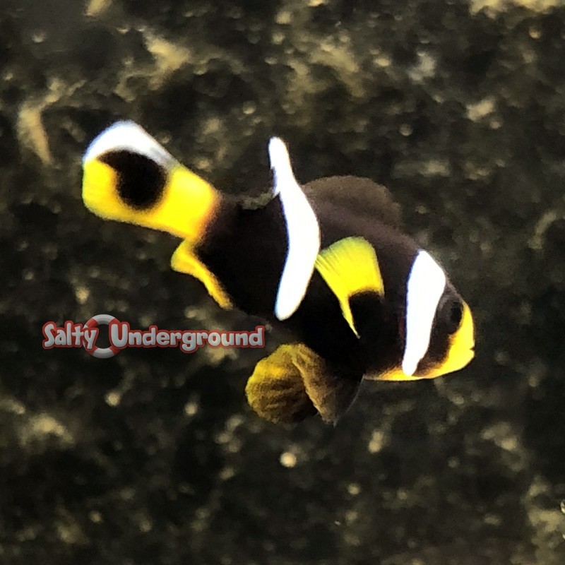 Salty Underground: Sebae's Anemonefish (Amphiprion polymnus)