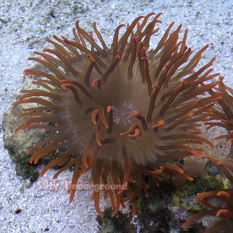 Sea Anemones | Colorful & Hardy Anemones for Reefs