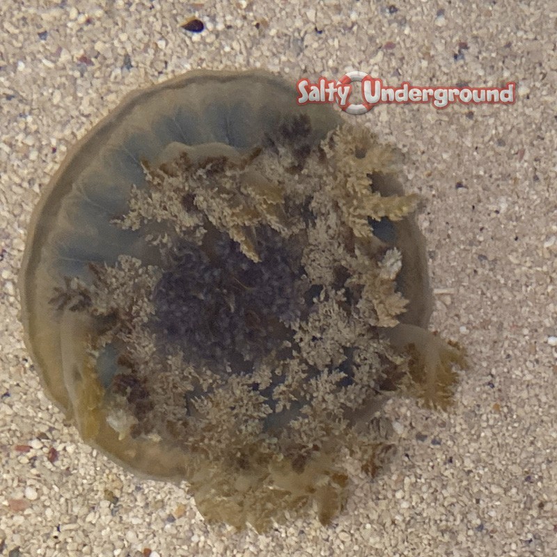 Salty Underground: Cassiopea Jellyfish (Cassiopea Xamachana)