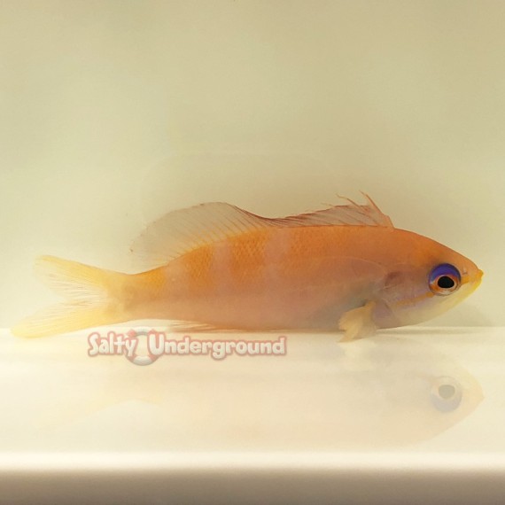 Salty Underground: Ignitus Anthias (Pseudanthias Ignitus)