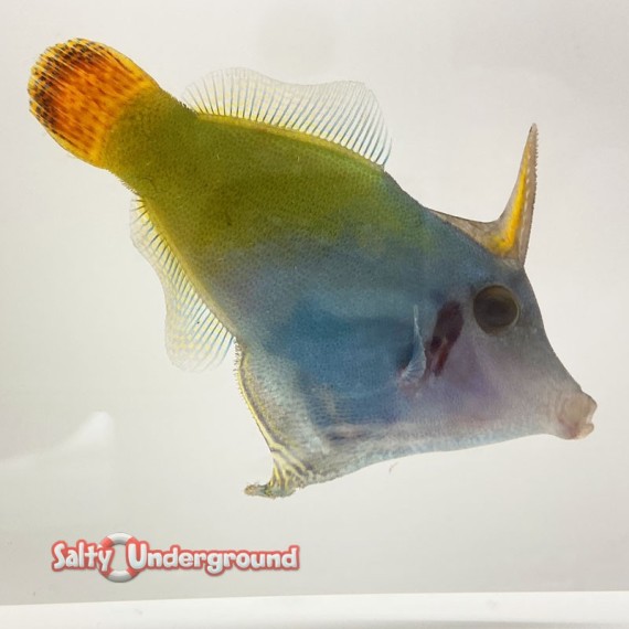 Salty Underground: Redtail Filefish (Pervago malanocephalus)