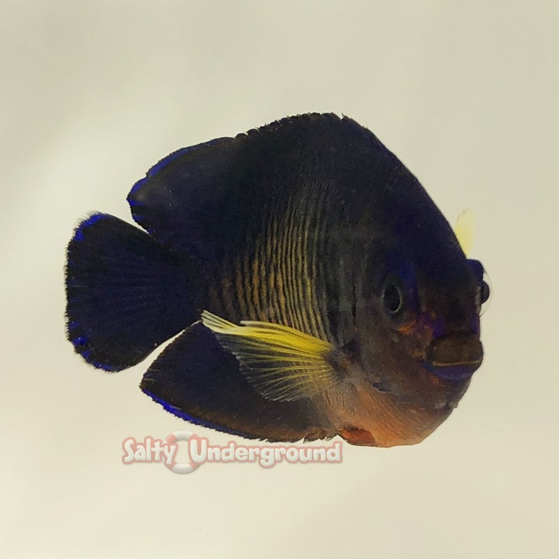 Coral Beauty Angelfish