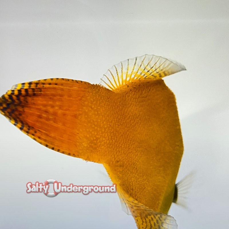 Salty Underground: Flame Redtail Filefish (Pervago Malanocephalus)