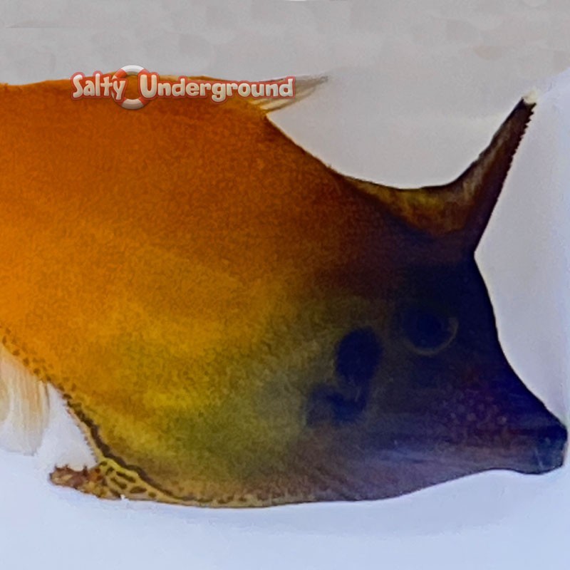 Salty Underground: Flame Redtail Filefish (Pervago Malanocephalus)