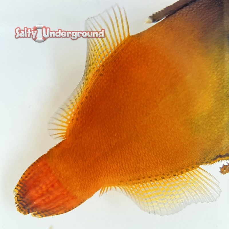 Salty Underground: Flame Redtail Filefish (Pervago Malanocephalus)