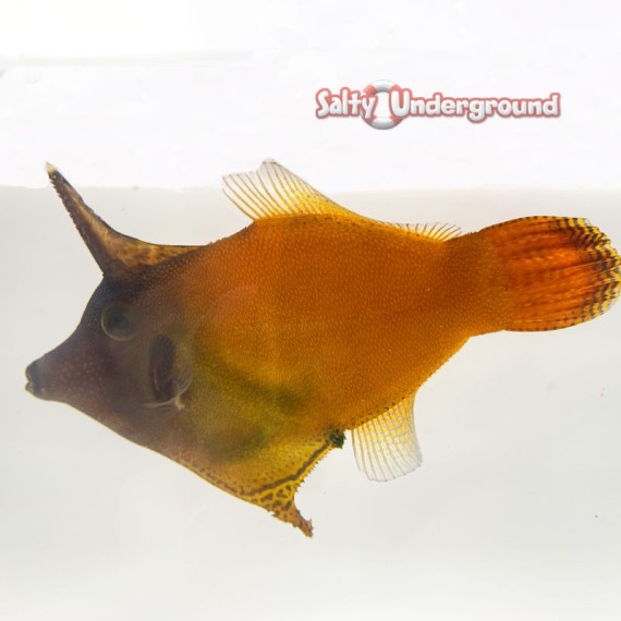 Salty Underground: Flame Redtail Filefish (Pervago Malanocephalus)