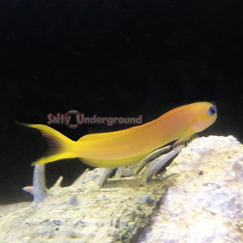 Salty Underground: Midas Blenny (Ecsenius midas)