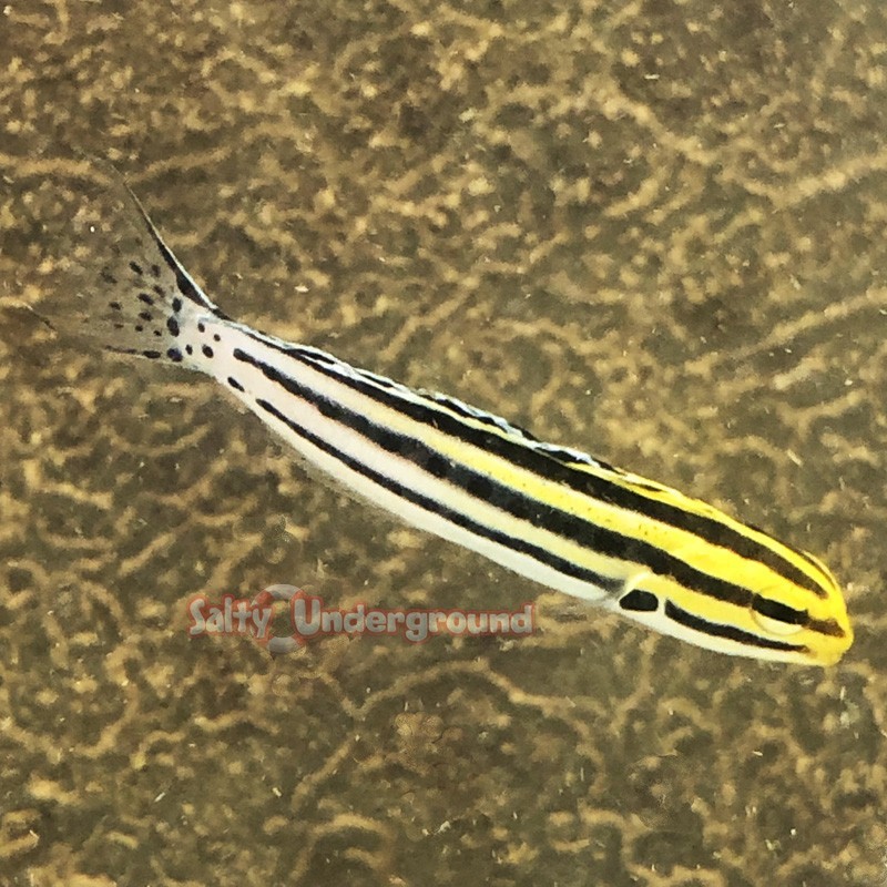 Salty Underground: Grammistes Striped Blenny (Meiacanthius grammistes)