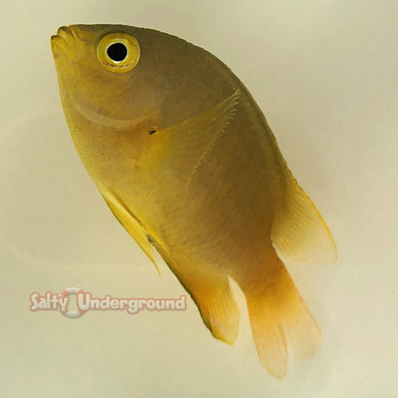Lemon Damselfish