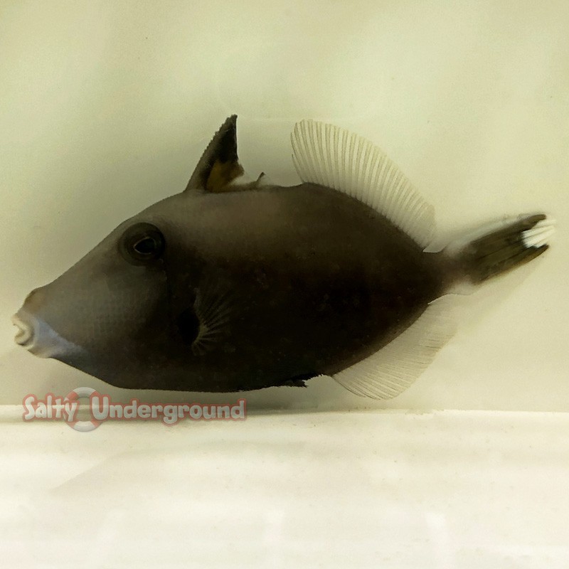 Salty Underground: Whitetail Trigger (Sufflamen chrysopterus)