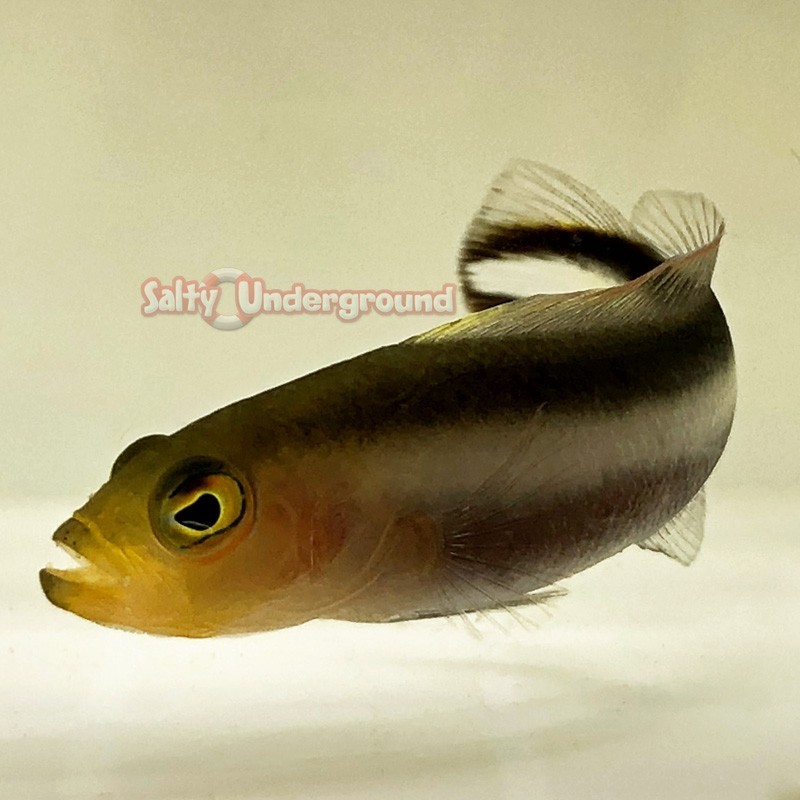 Salty Underground: Rainbow Pseudochromis (Pseudochromis bitaeniatus)