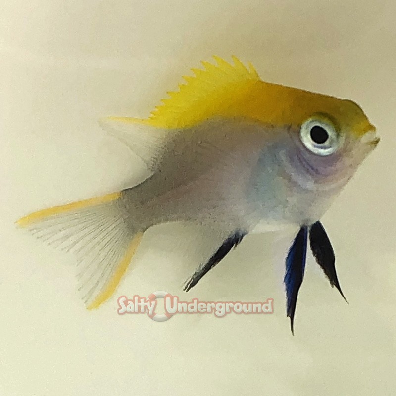 Salty Underground: Bluefin Damsel (Neoglyphidodon melas)