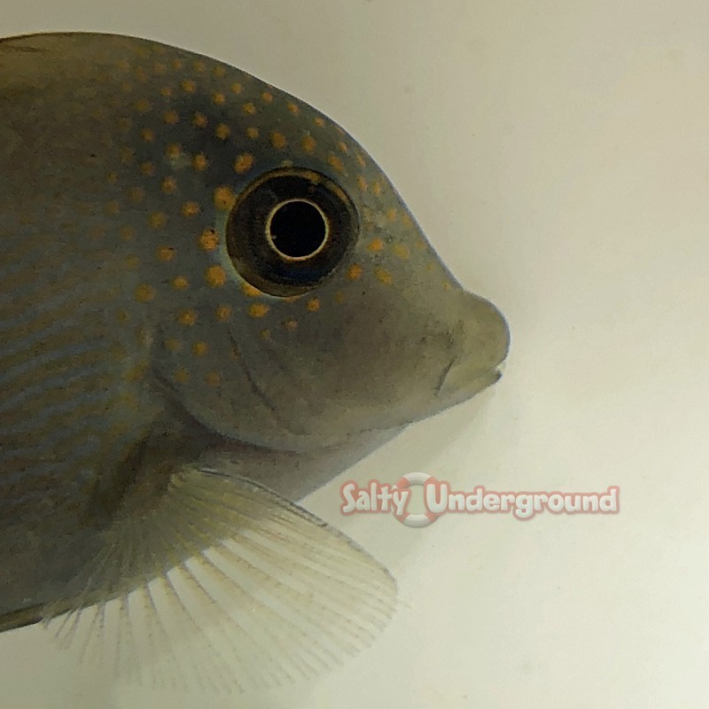 Salty Underground: Orange Stripe Bristletooth Tang (Ctenochaetus ...