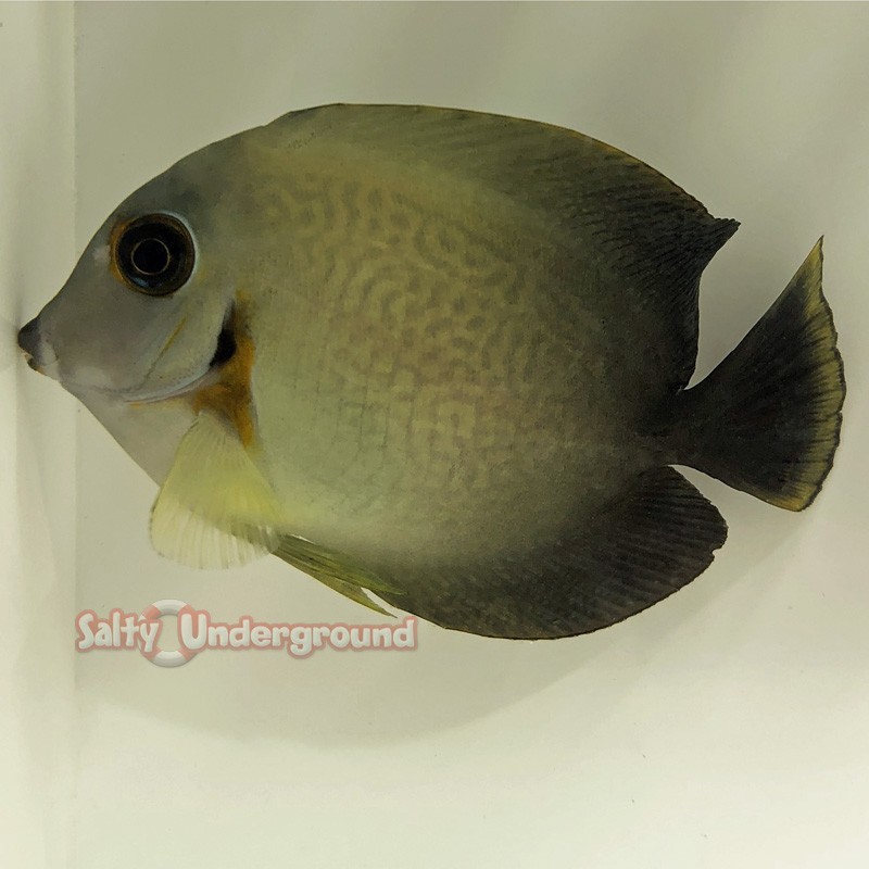 Tangs & Surgeonfish | Active Saltwater Aquarium Species