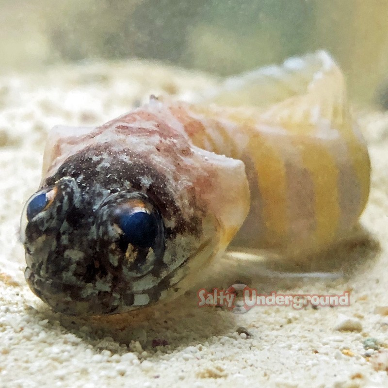 Salty Underground: Tiger Jawfish (Opistognathus sp.)