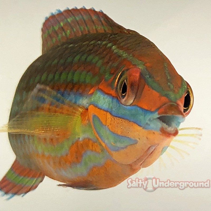 Christmas Wrasse