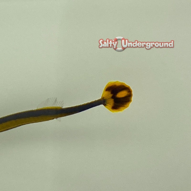 Salty Underground: Blue Stripe Pipefish (Doryrhamphus excisus)