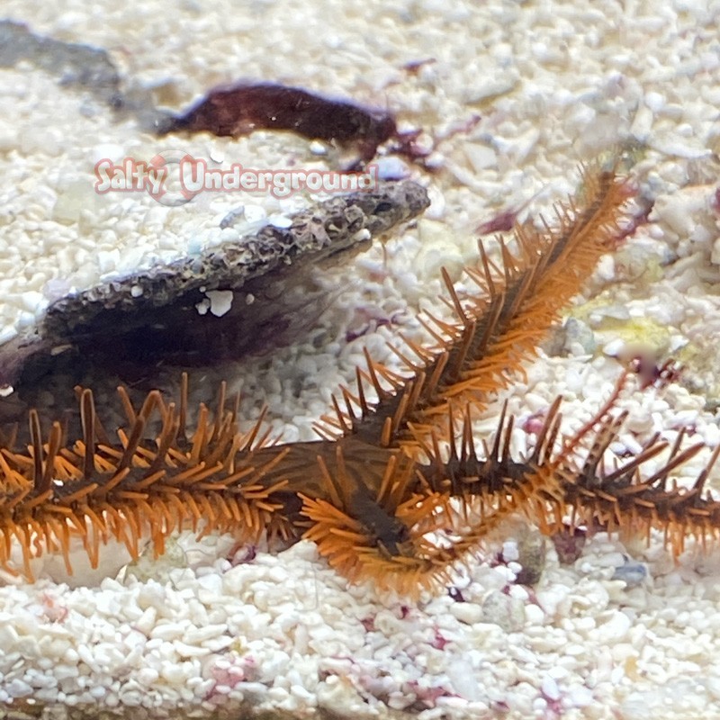 Salty Underground: Brittle Starfish (Ophiocoma sp.)