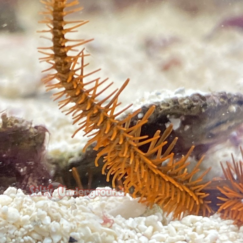 Salty Underground: Brittle Starfish (Ophiocoma sp.)