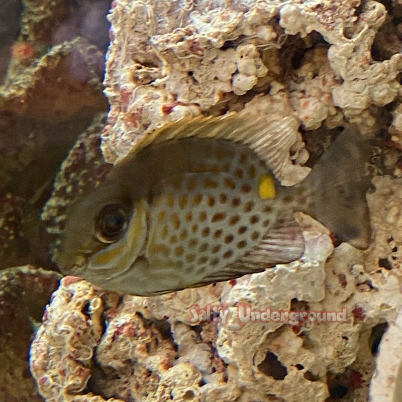 Salty Underground: Goldspotted Spinefoot Rabbitfish (Siganus punctatus)