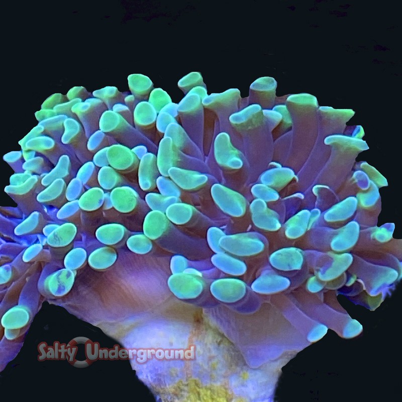 Salty Underground: Hammer Coral Single Head Aquacultured
