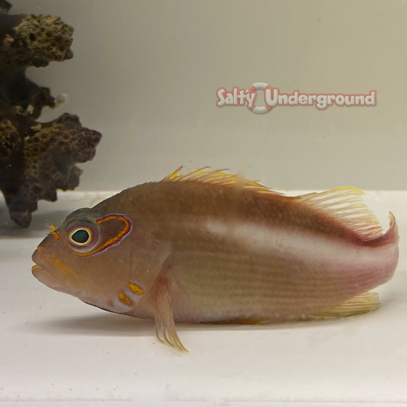 Salty Underground: Arc Eye Hawkfish (Paracirrhitus arcuatus)