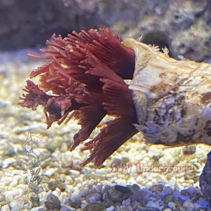 Red Feather Duster Worm