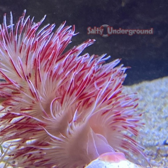 Salty Underground: Red and White Coco Worm (Protula bispiralis)