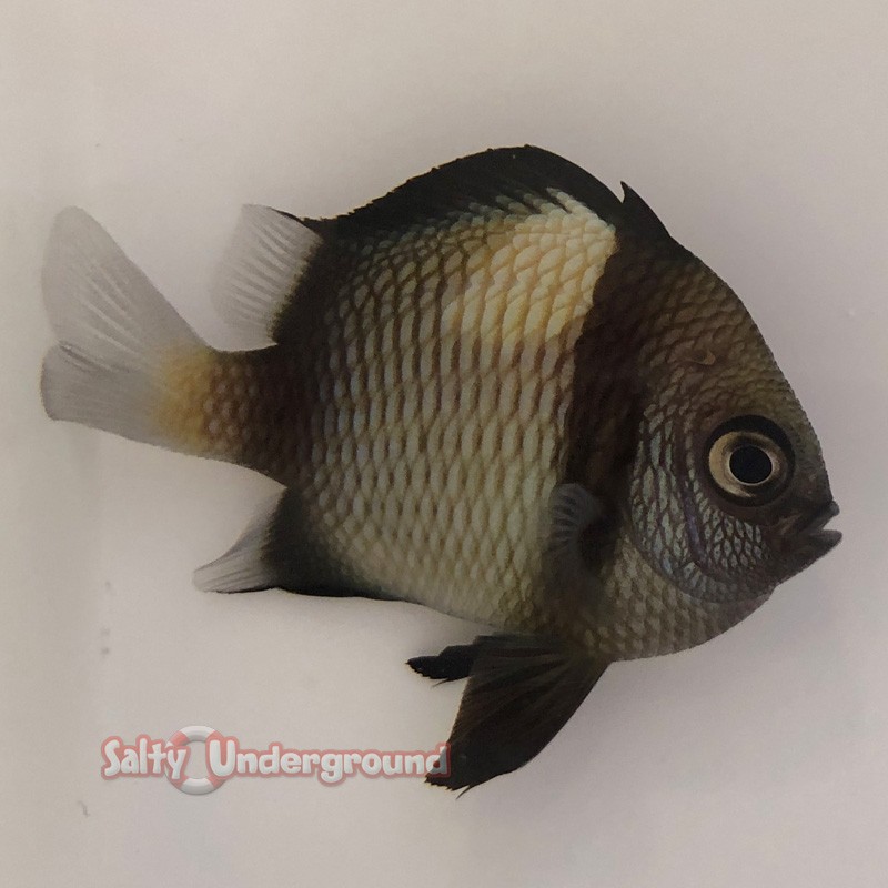 Black And White Damsel Fish