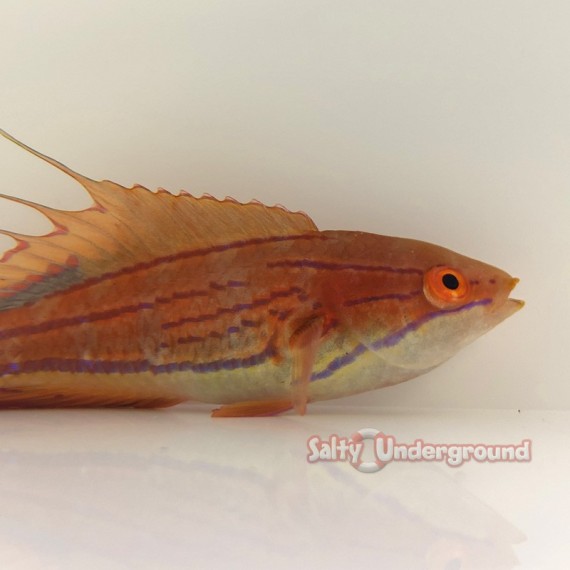 Salty Underground: Filamented Flasher Wrasse (Paracheilinus filamentosus)