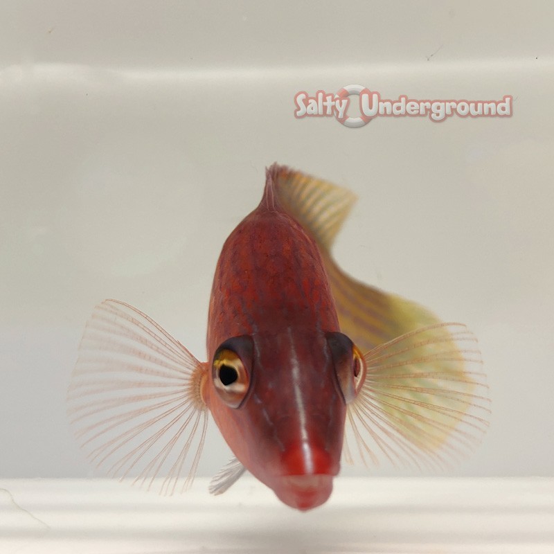 Salty Underground: Eight Line Wrasse (Pseudocheilinus octotaenia)