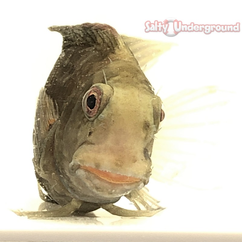 Salty Underground: Black Blenny (Ecsenius sp.)