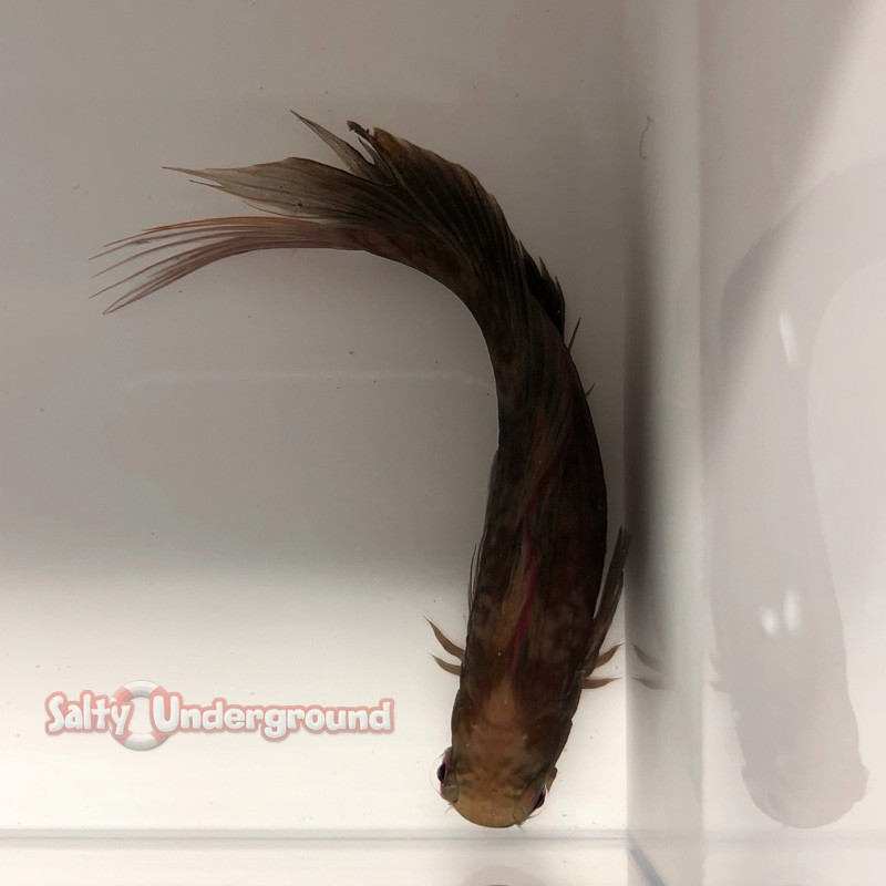 Salty Underground: Black Blenny (Ecsenius sp.)