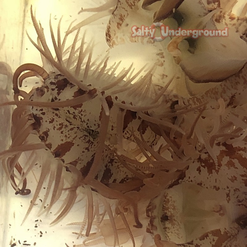 Salty Underground: Indo Flame Scallop (Lima scabra)