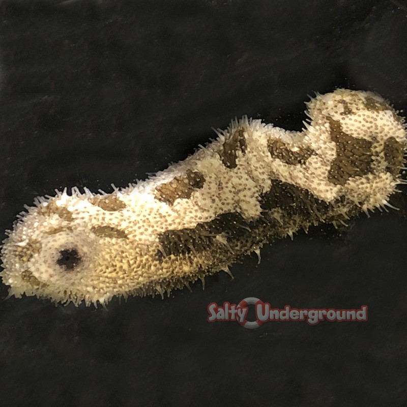 Salty Underground: Sand Cucumber (Holothuria Atra) Red