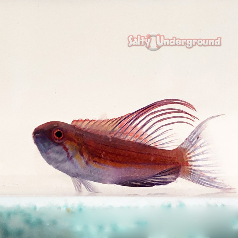 Salty Underground: Scarlet Filament Flasher Wrasse (Paracheilinus ...