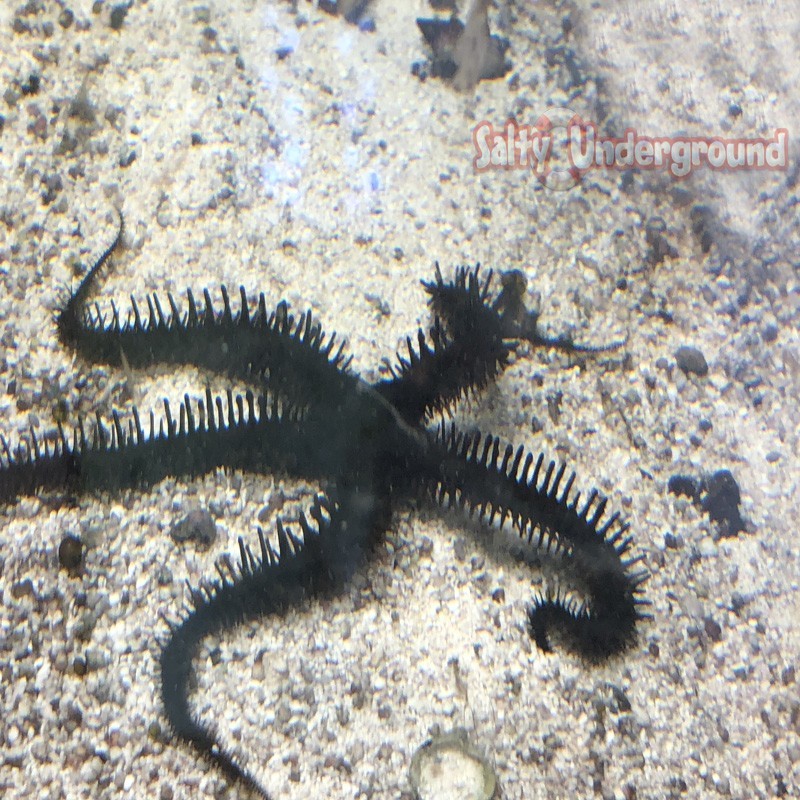 Salty Underground: Black Brittle Starfish (Ophiocoma sp.)