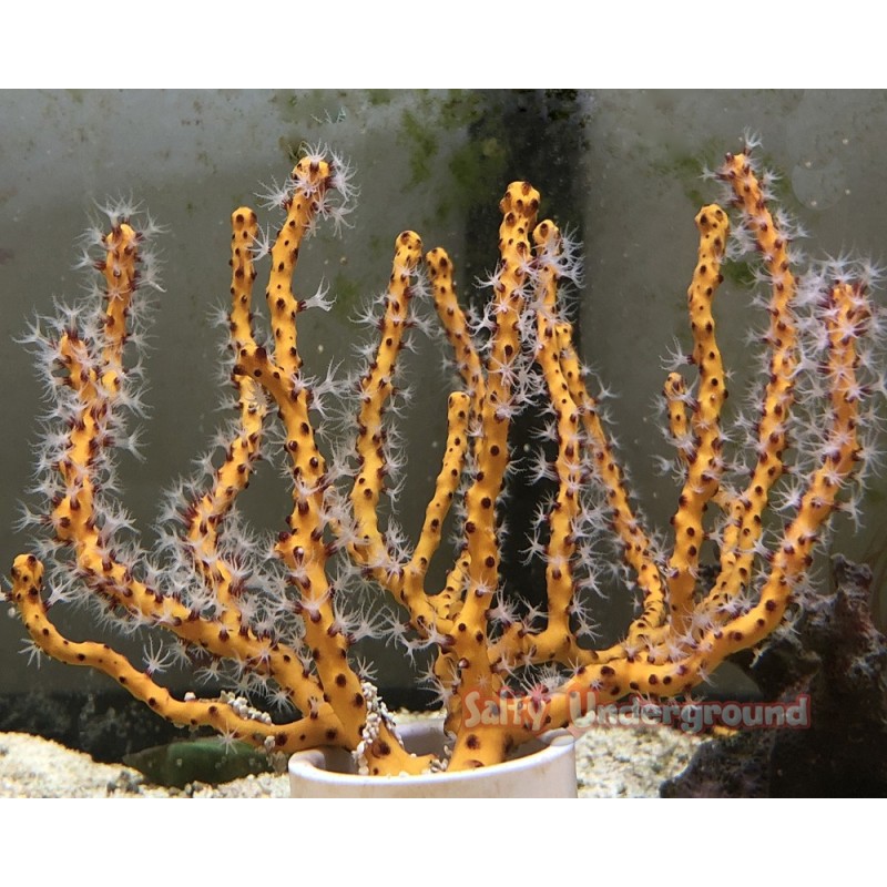 Gorgonian Coral