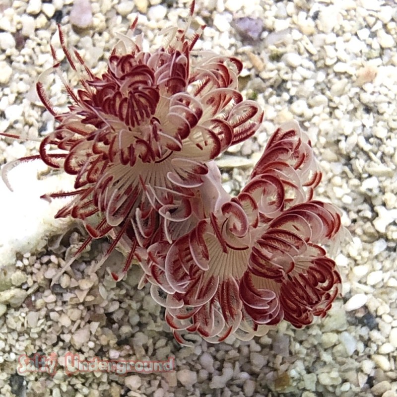 Salty Underground: Red and White Coco Worm (Protula bispiralis)