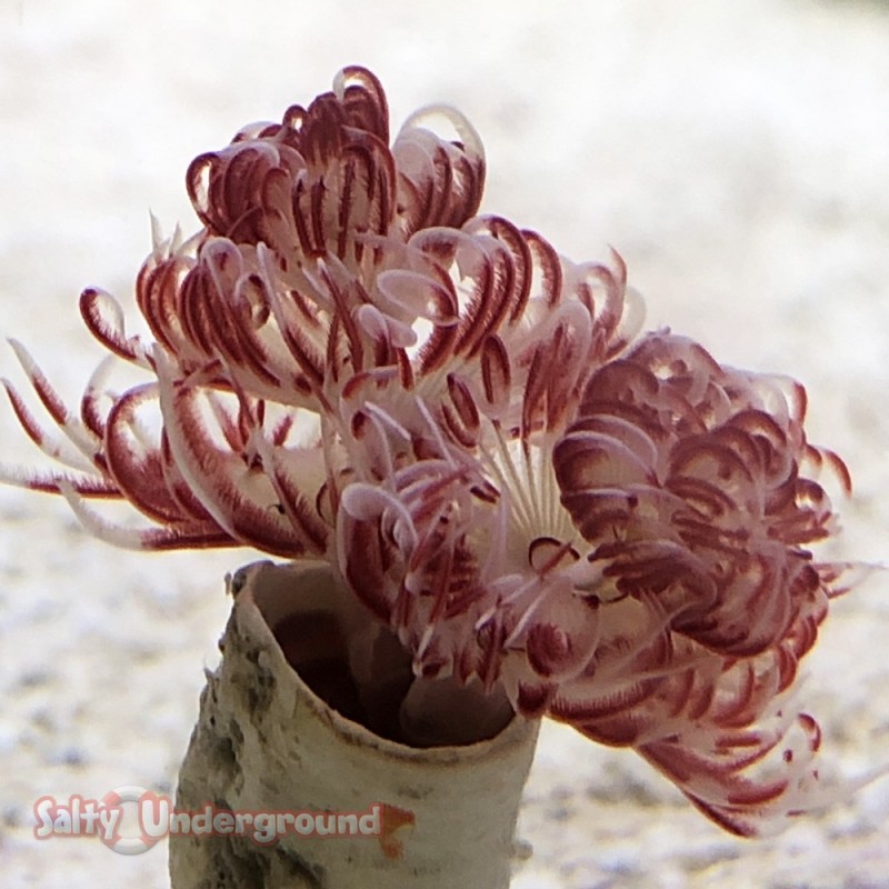 Salty Underground: Red and White Coco Worm (Protula bispiralis)