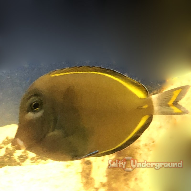 Powder Brown Tang Ich