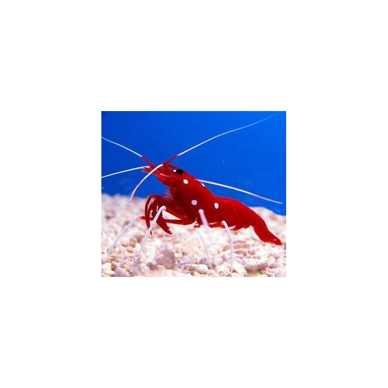 Salty Underground: Fire Shrimp (lysmata debelius)