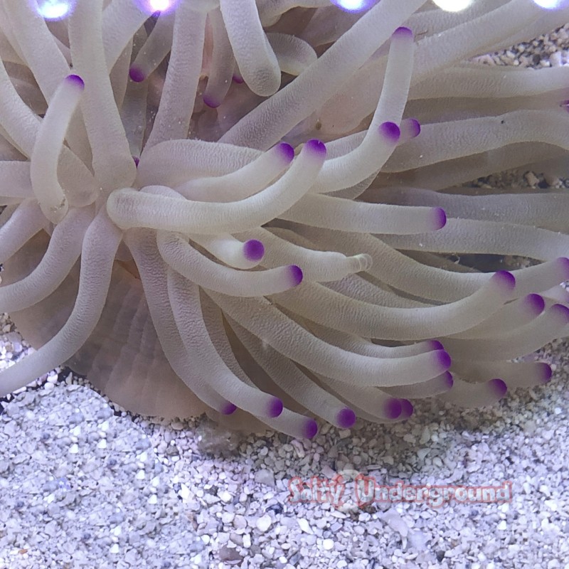Salty Underground: Pink Tip Anemone (Condylactis gigantea)
