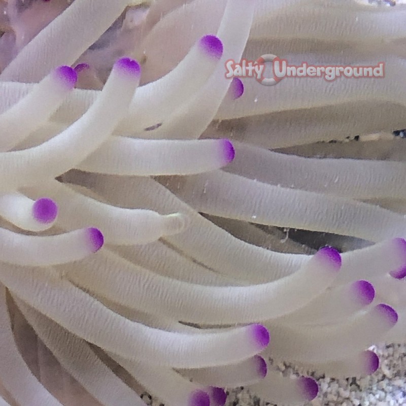 Salty Underground: Pink Tip Anemone (Condylactis gigantea)