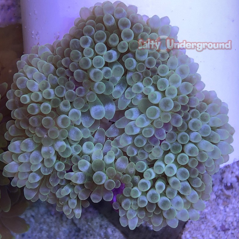 Sea Anemones | Colorful & Hardy Anemones for Reefs