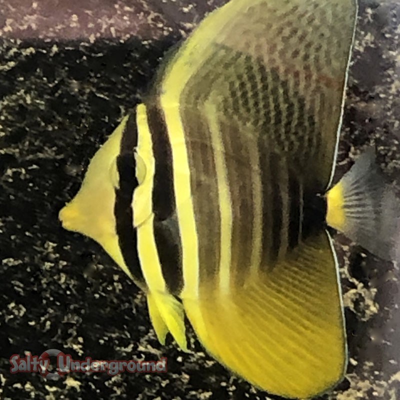 Salty Underground: Sailfin Tang (Zebrasoma velifer)